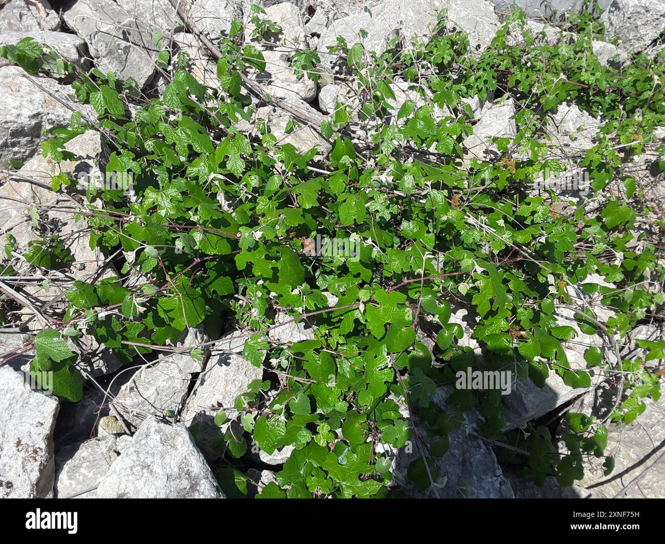 mustang grape (Vitis mustangensis) Plantae Stock Photo - Alamy