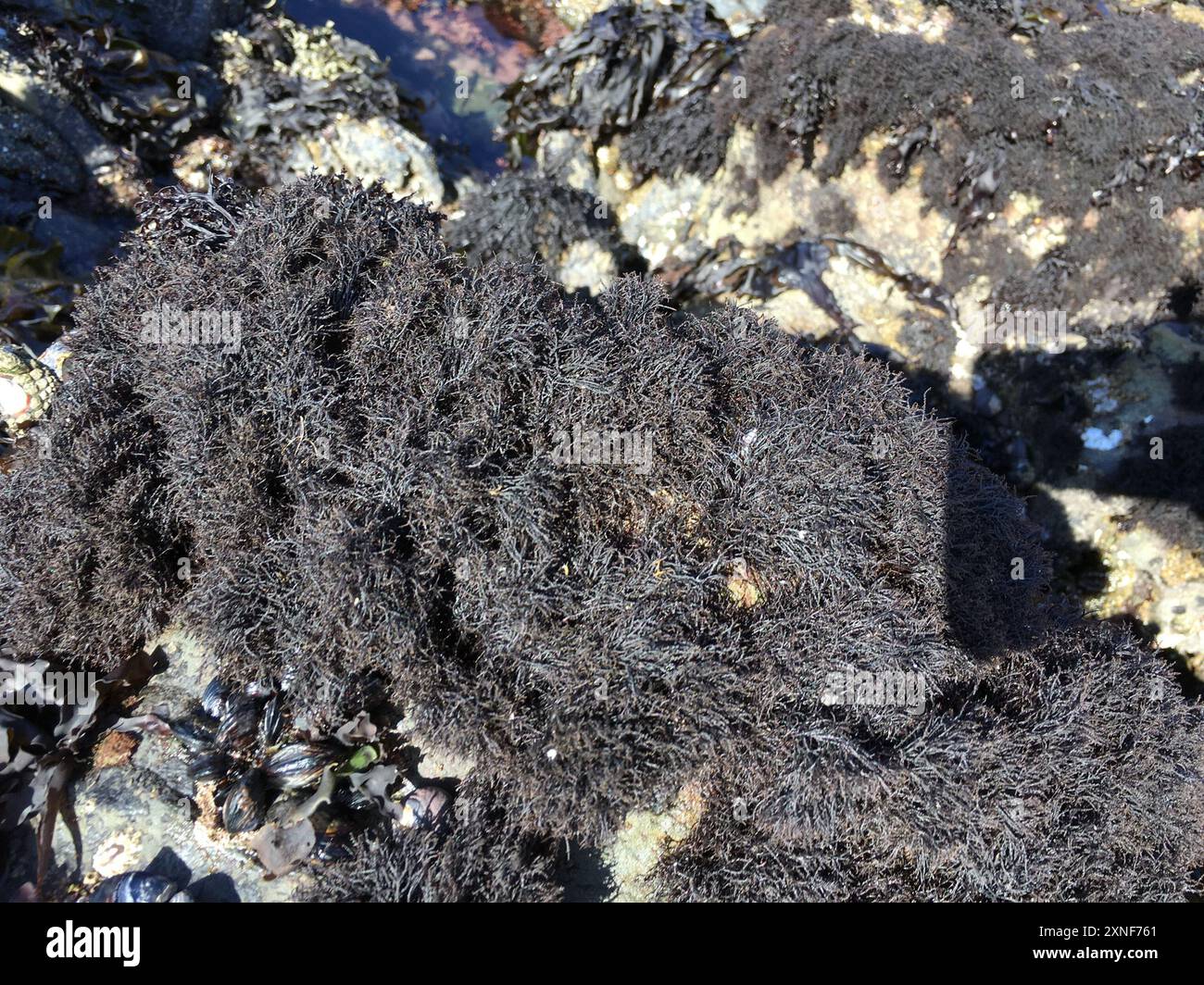 Scouring-pad alga (Endocladia muricata) Plantae Stock Photo - Alamy