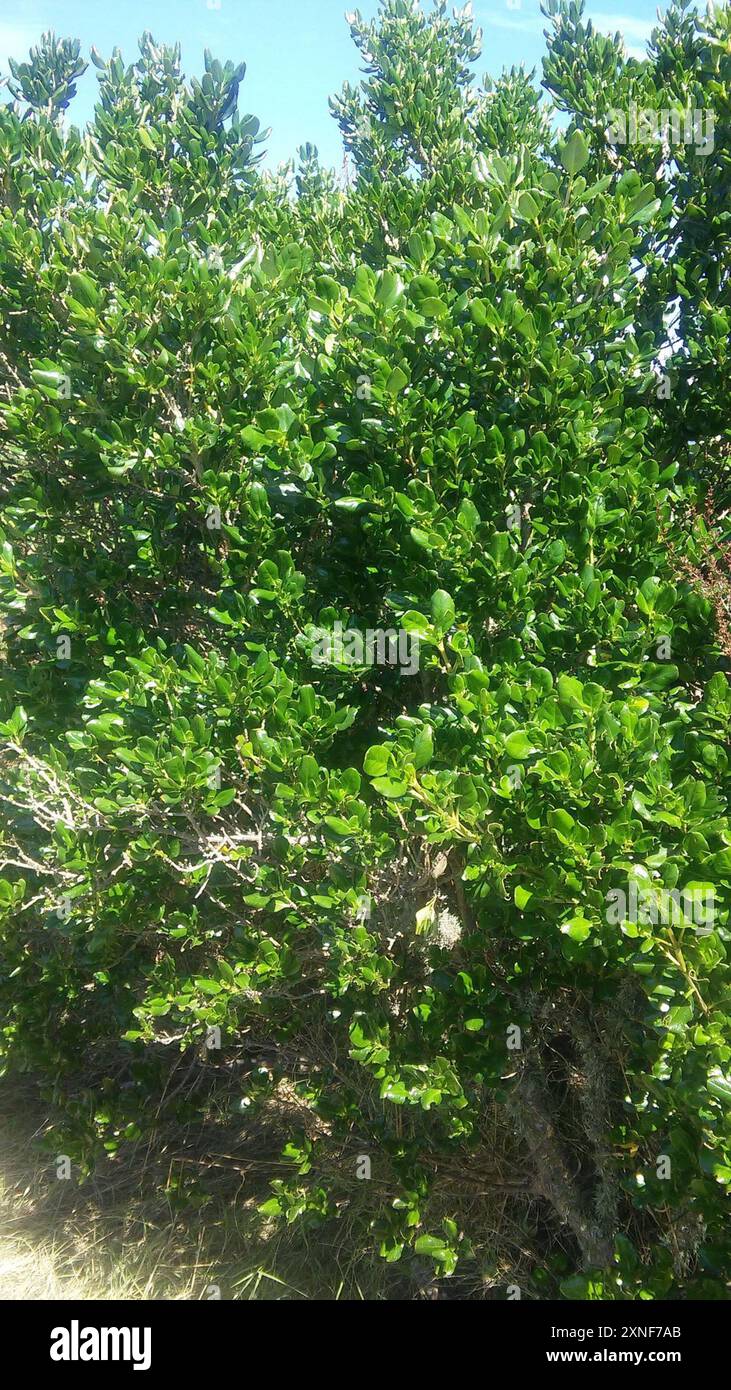 Taupata (Coprosma repens) Plantae Stock Photo - Alamy