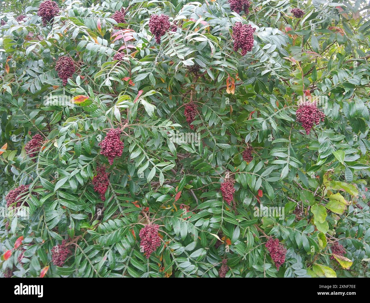 shining sumac (Rhus copallinum) Plantae Stock Photo - Alamy