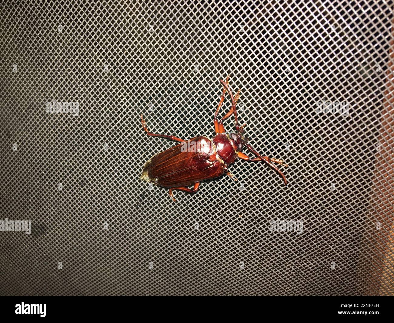 Tooth-necked Longhorn Beetle (Prionus pocularis) Insecta Stock Photo ...