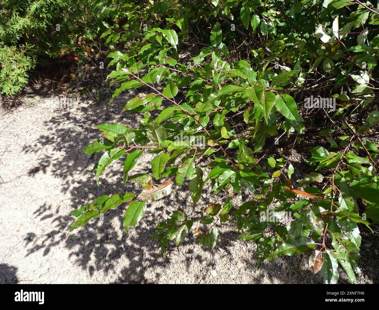 fire cherry (Prunus pensylvanica) Plantae Stock Photo - Alamy