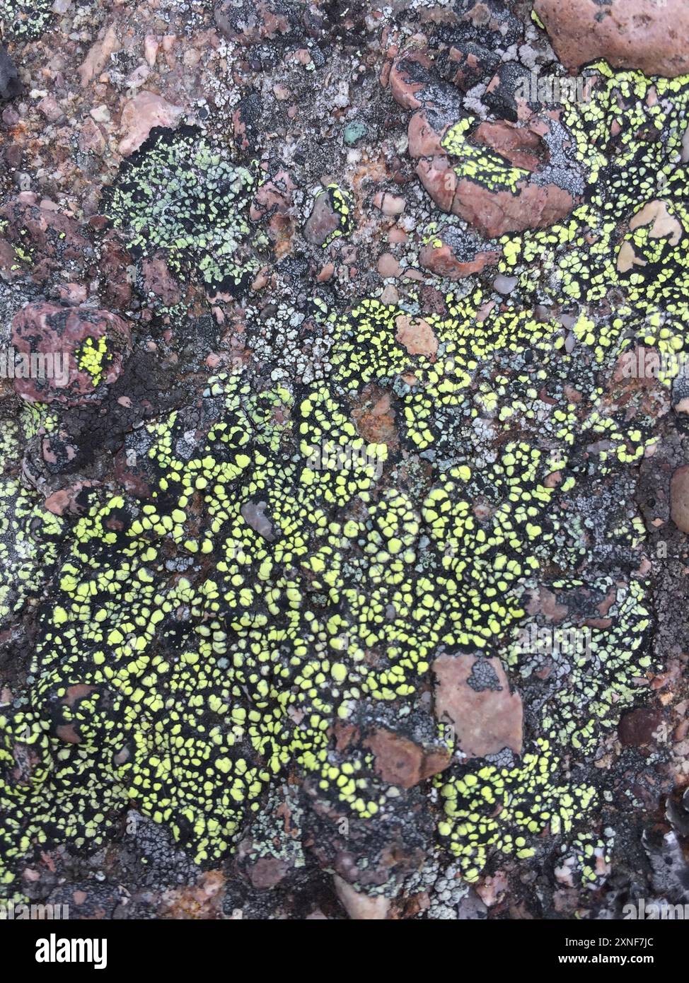 yellow map lichen (Rhizocarpon geographicum) Fungi Stock Photo - Alamy