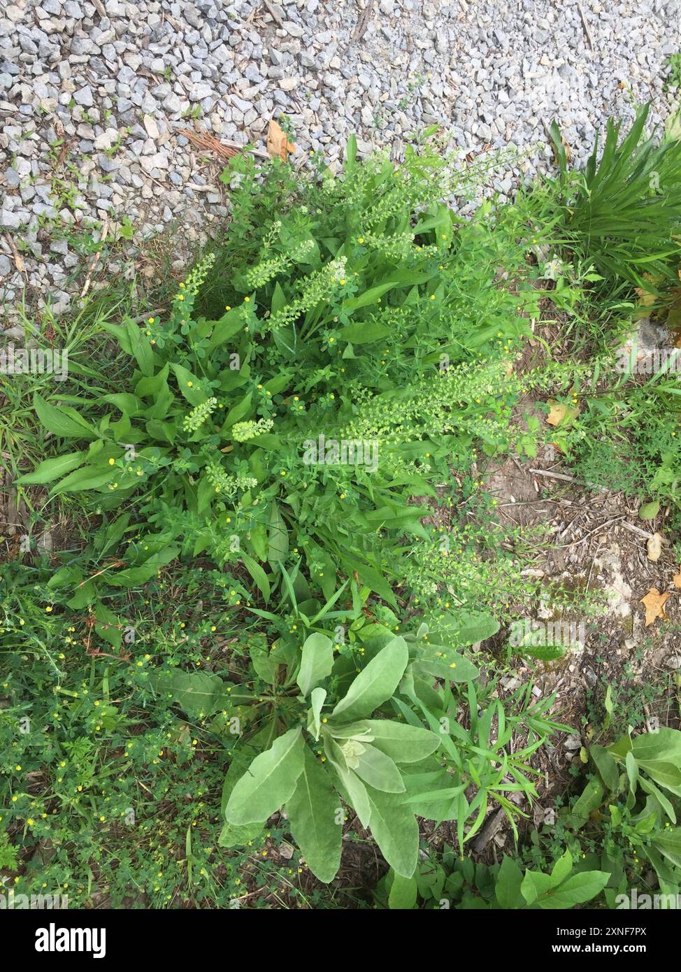field peppergrass (Lepidium campestre) Plantae Stock Photo - Alamy