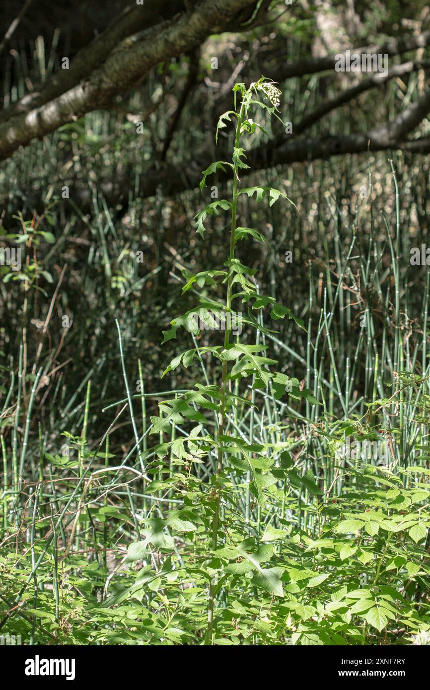 tall blue lettuce (Lactuca biennis) Plantae Stock Photo - Alamy
