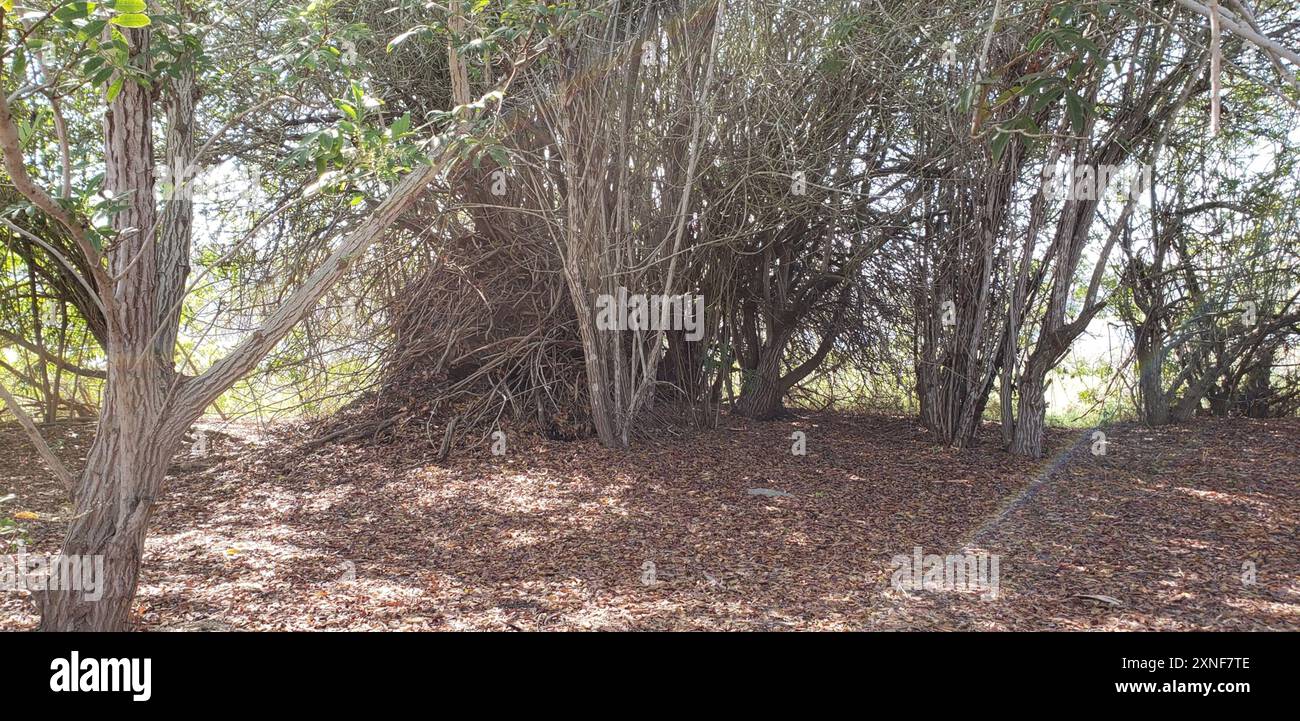 Woodrats (Neotoma) Mammalia Stock Photo - Alamy