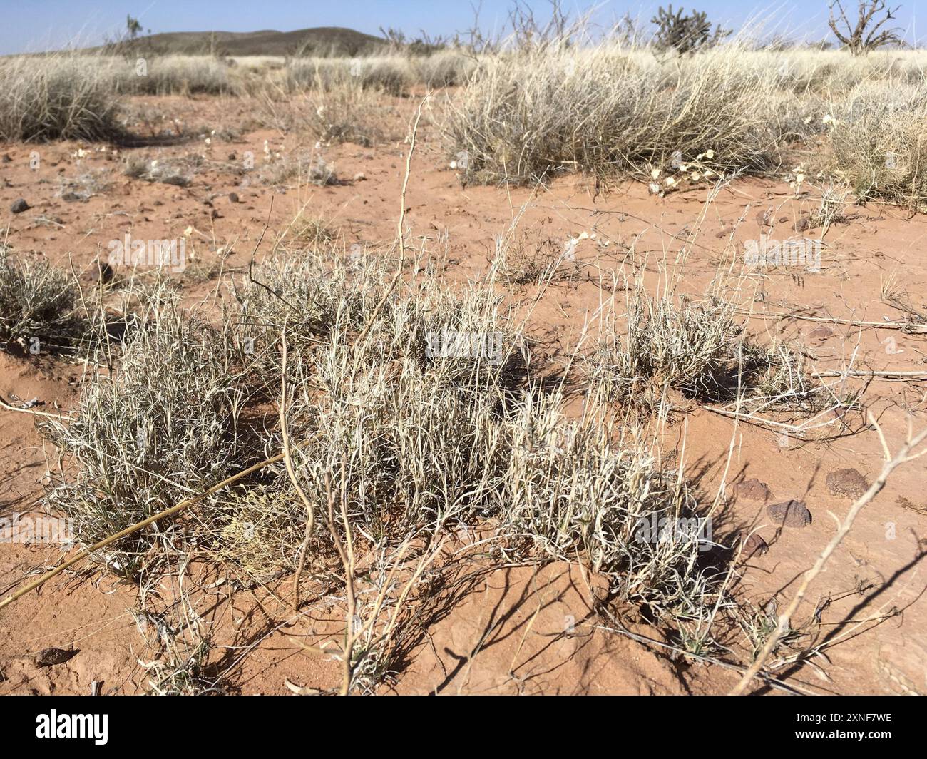 burrograss (Scleropogon brevifolius) Plantae Stock Photo - Alamy