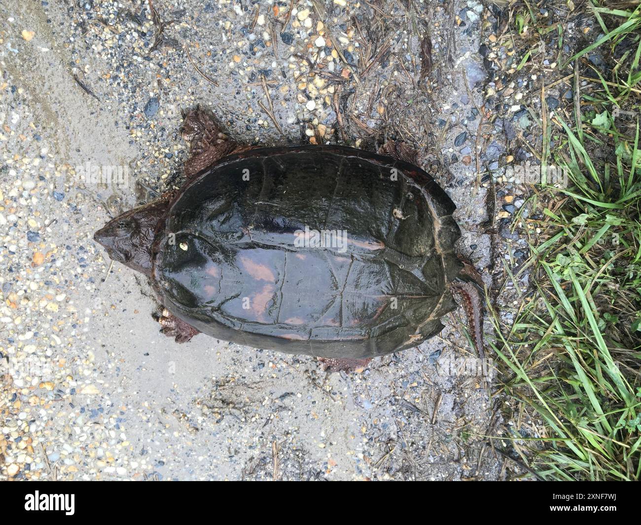 Common Snapping Turtle (Chelydra serpentina) Reptilia Stock Photo - Alamy
