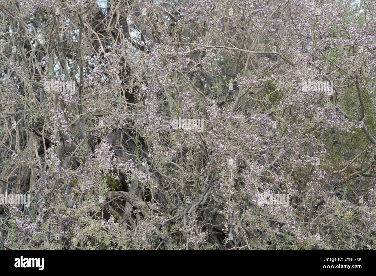 desert ironwood (Olneya tesota) Plantae Stock Photo - Alamy