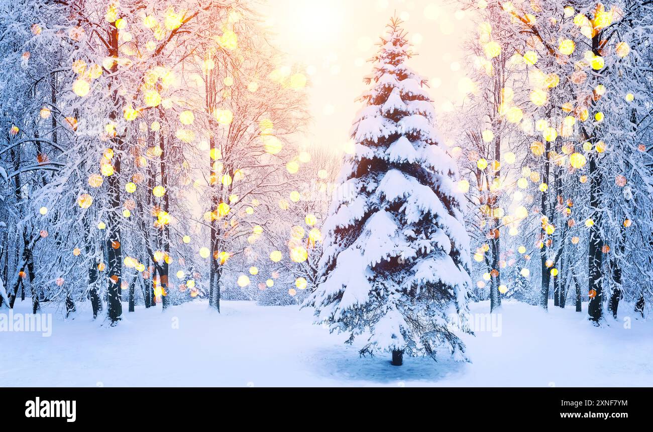 Christmas fir tree in winter forest, scene with sunlight and bokeh ...