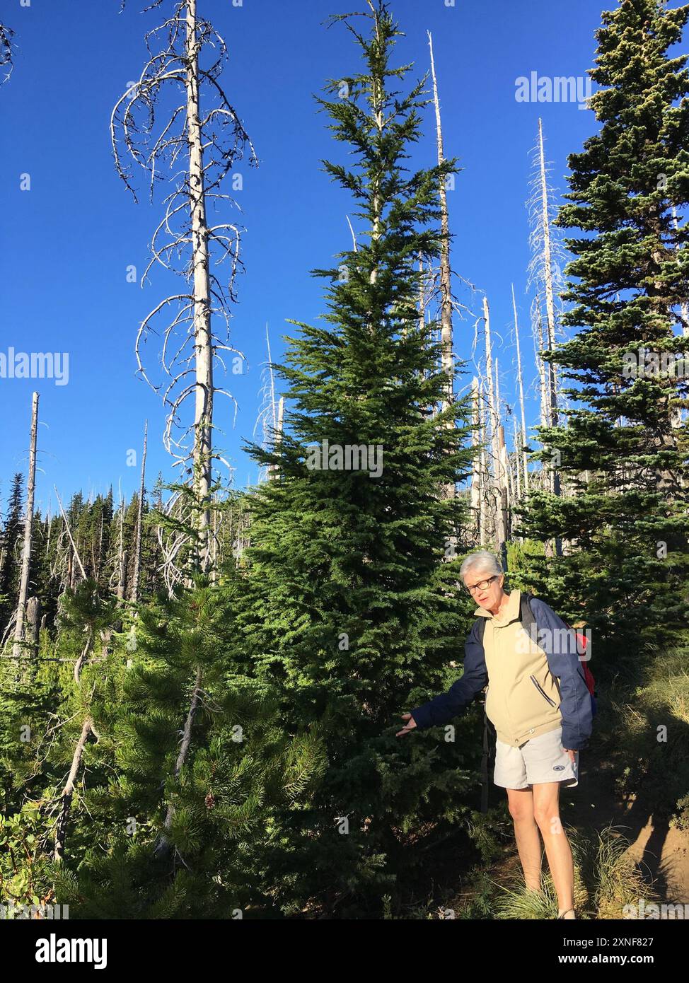mountain hemlock (Tsuga mertensiana) Plantae Stock Photo - Alamy