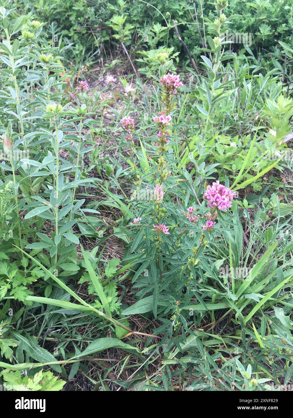slender bush clover (Lespedeza virginica) Plantae Stock Photo - Alamy