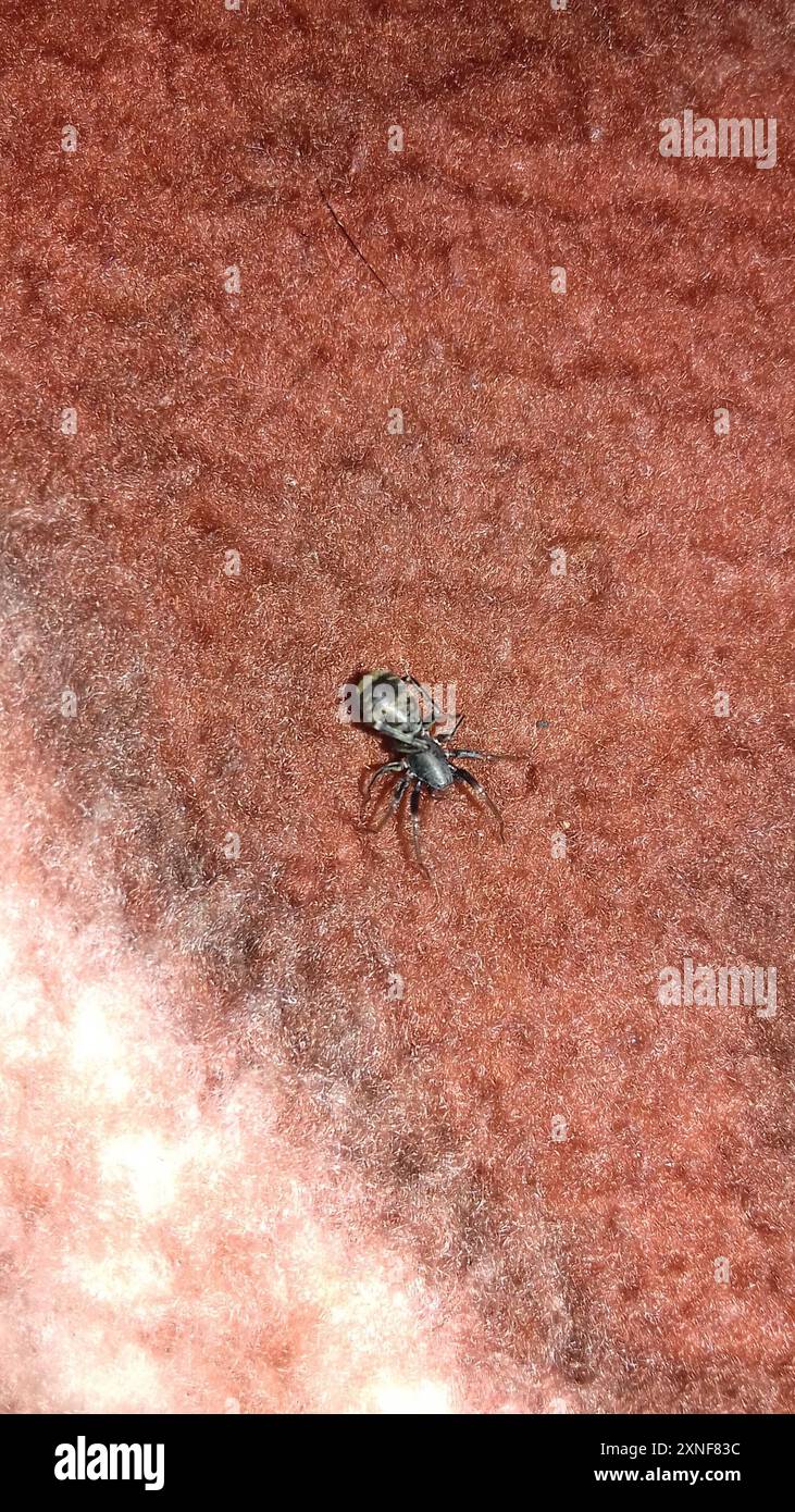 Ground and Ant-mimic Sac Spiders (Corinnidae) Arachnida Stock Photo - Alamy
