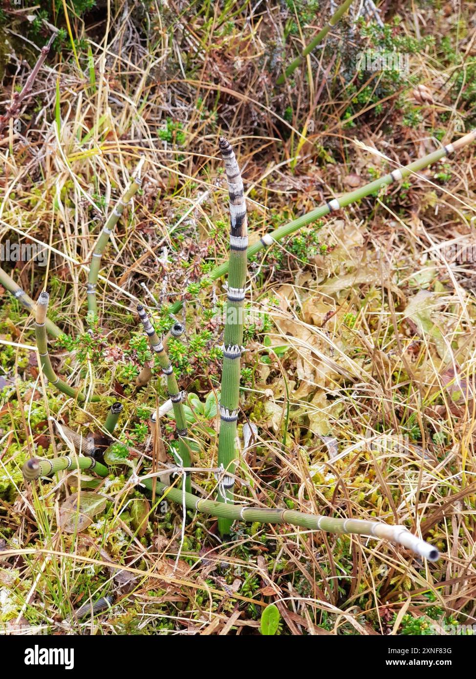 rough horsetail (Equisetum hyemale) Plantae Stock Photo - Alamy