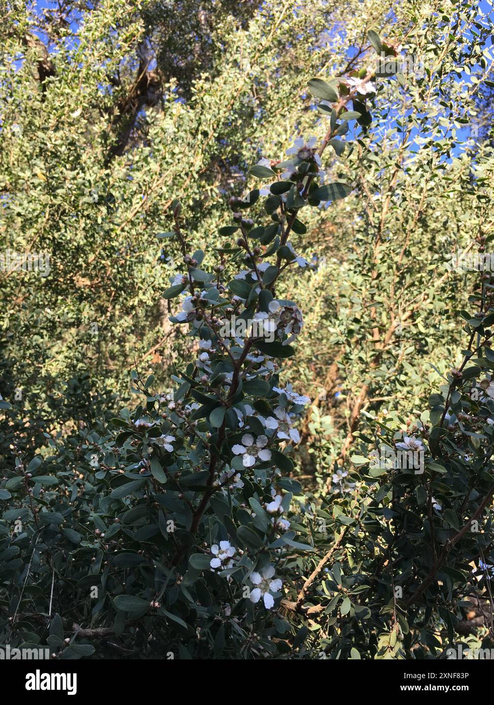 Australian Tea Tree (Gaudium laevigatum) Plantae Stock Photo - Alamy