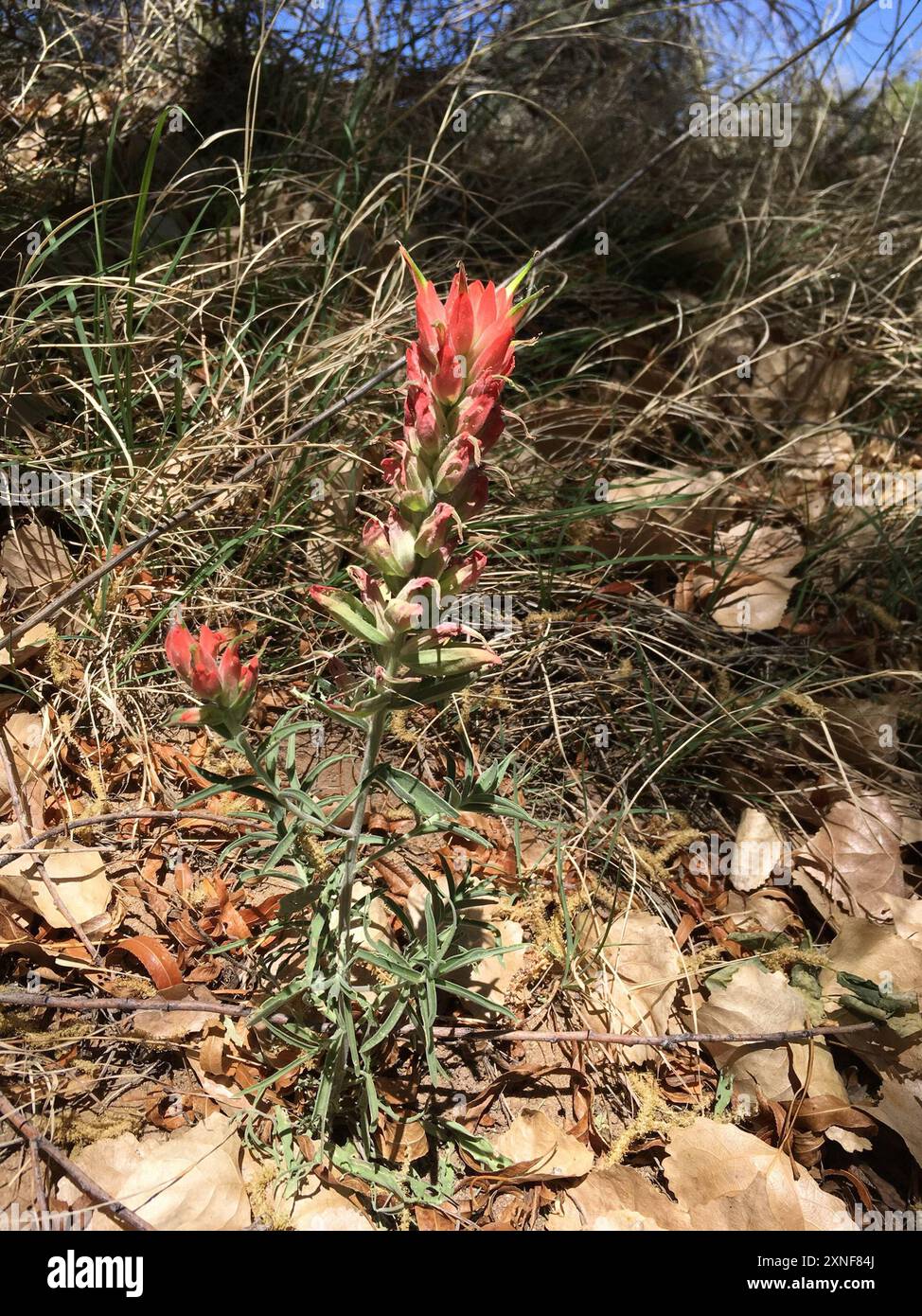 Wholeleaf Paintbrush (Castilleja integra) Plantae Stock Photo - Alamy