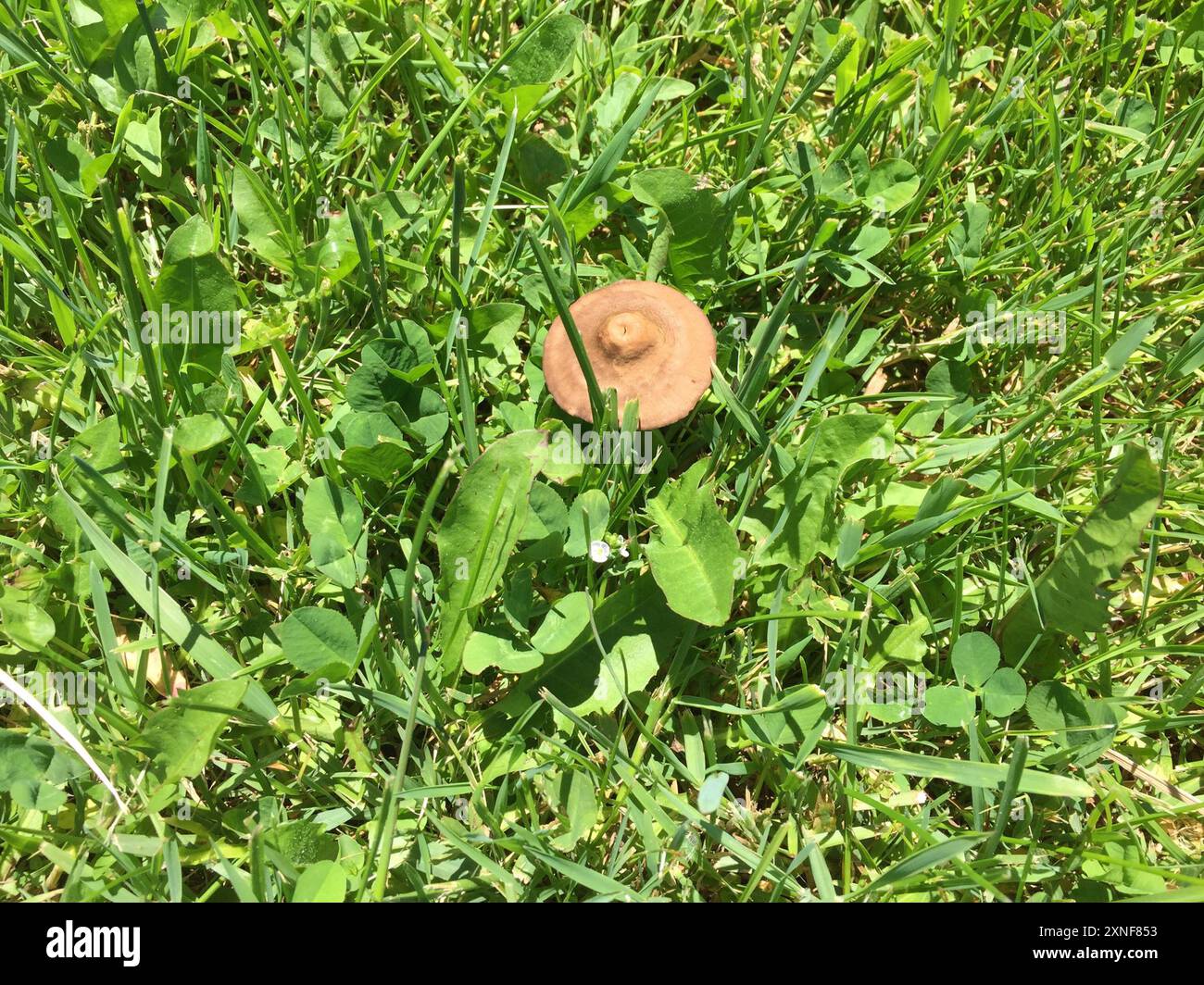 Mower's Mushroom (Panaeolus foenisecii) Fungi Stock Photo - Alamy