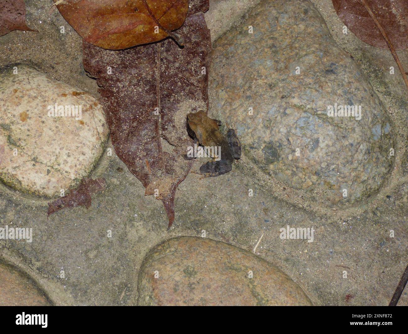Haematiticus hi-res stock photography and images - Alamy