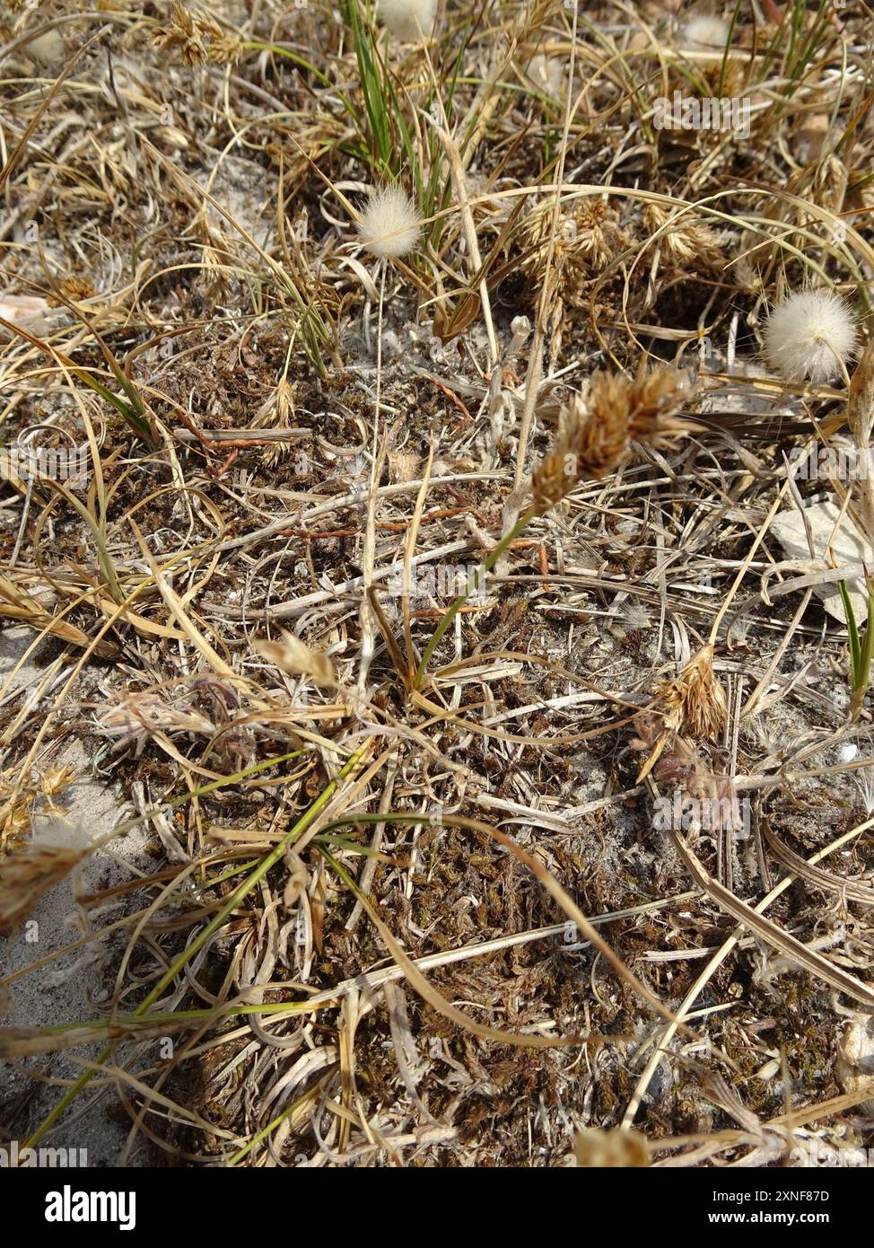 sand sedge (Carex arenaria) Plantae Stock Photo - Alamy