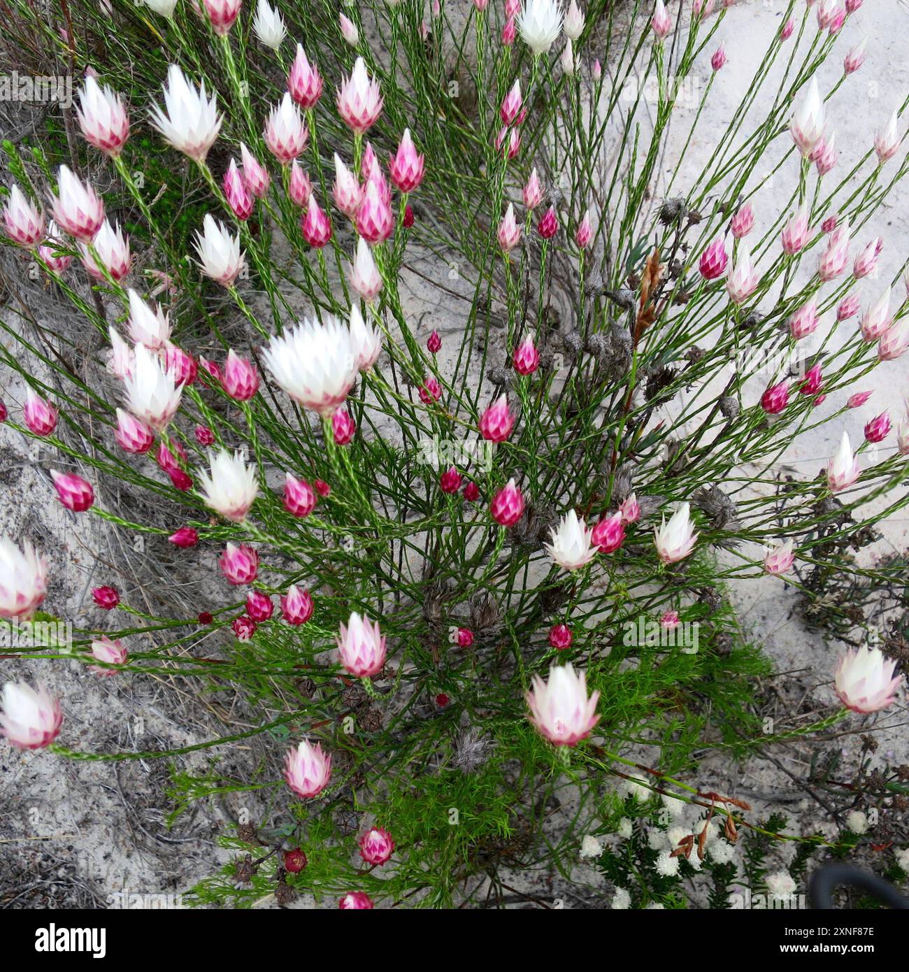 Common Scaly Sewejaartjie (Edmondia sesamoides) Plantae Stock Photo - Alamy