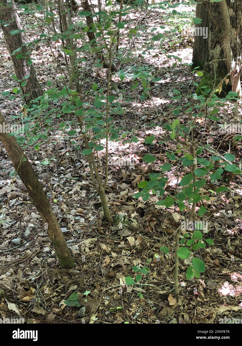 vascular plants (Tracheophyta) Plantae Stock Photo - Alamy