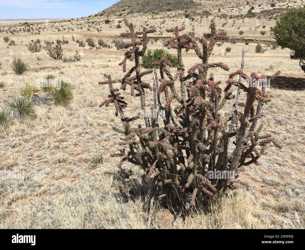 tree cholla (Cylindropuntia imbricata) Plantae Stock Photo - Alamy
