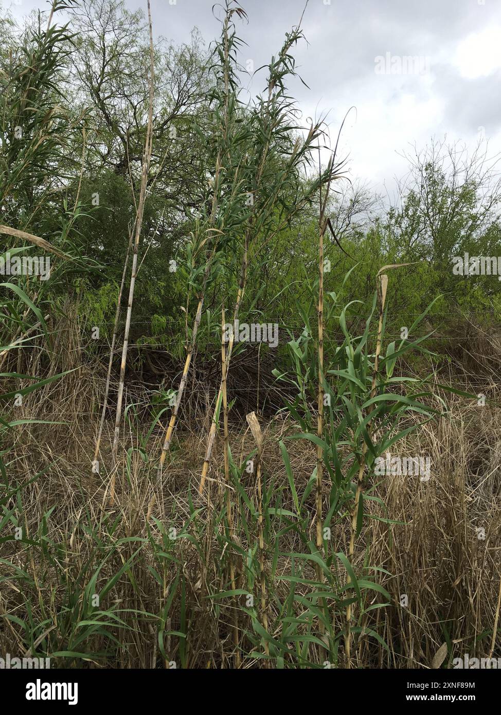 giant reed (Arundo donax) Plantae Stock Photo - Alamy