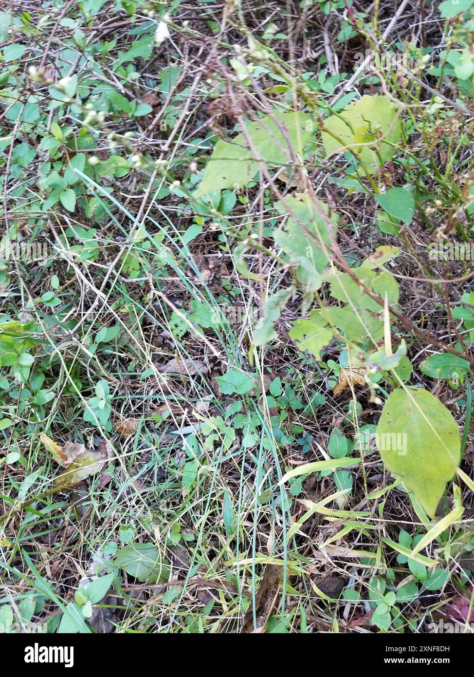 American jumpseed (Persicaria virginiana) Plantae Stock Photo - Alamy