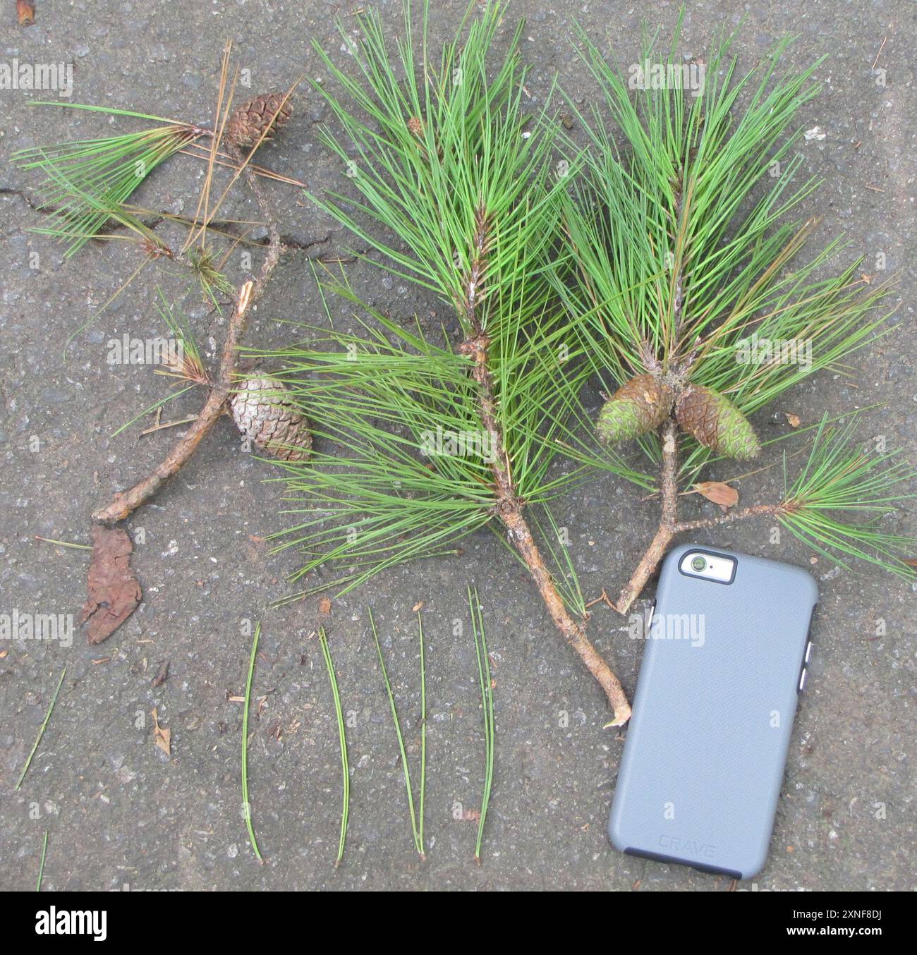 shortleaf pine (Pinus echinata) Plantae Stock Photo - Alamy