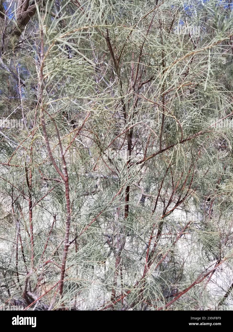 athel tamarisk (Tamarix aphylla) Plantae Stock Photo - Alamy