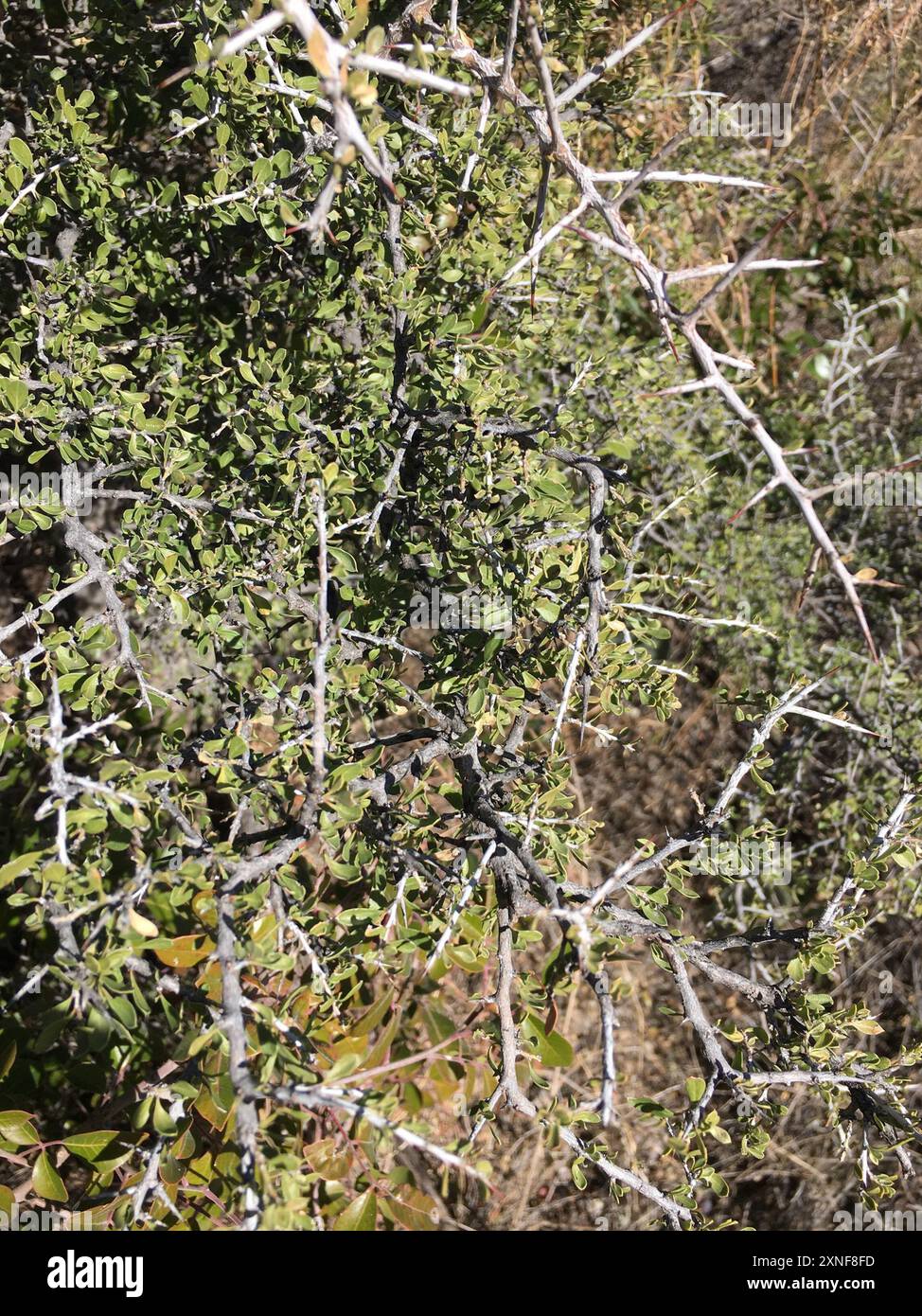 Green Condalia (Condalia viridis) Plantae Stock Photo - Alamy