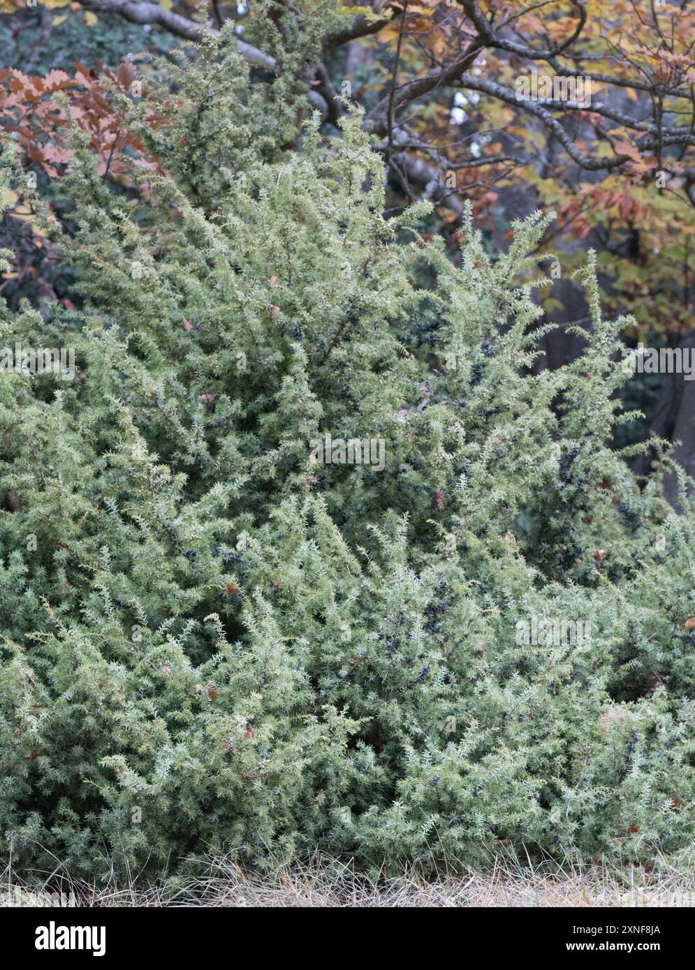 common juniper (Juniperus communis) Plantae Stock Photo - Alamy