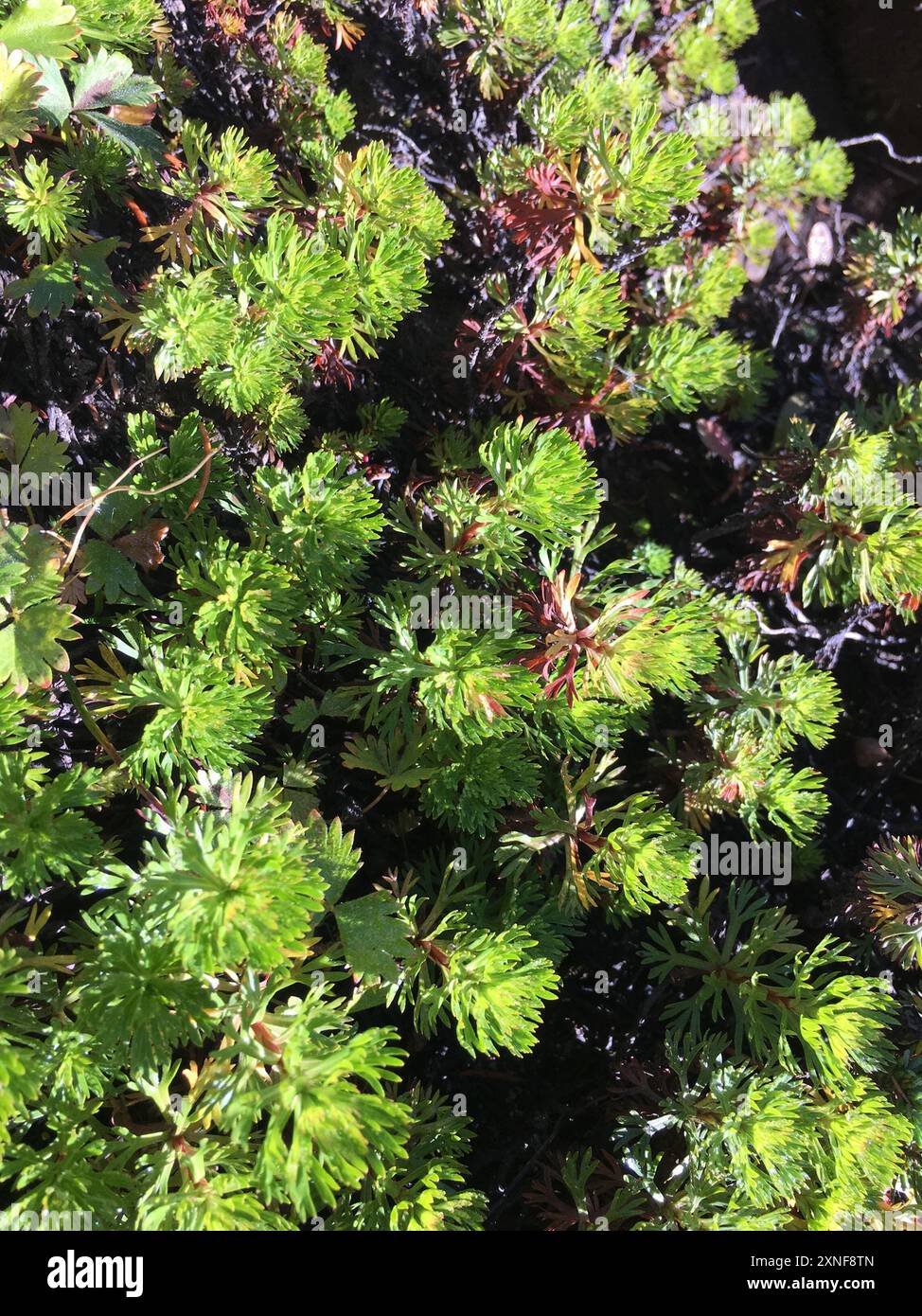 Partridgefoot (Luetkea pectinata) Plantae Stock Photo - Alamy