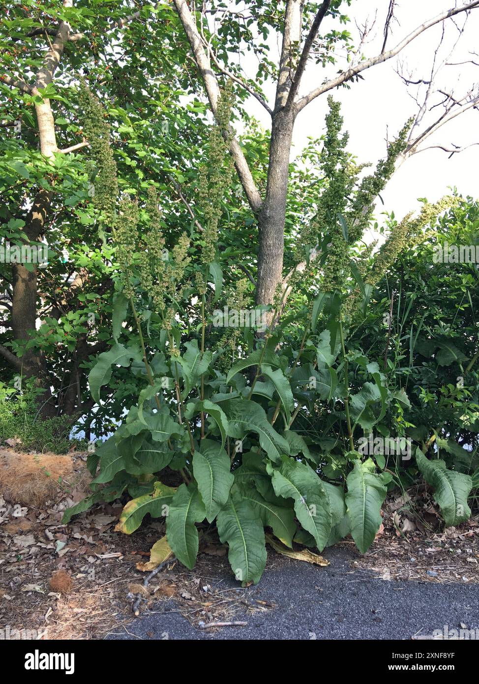 Greek Dock (Rumex cristatus) Plantae Stock Photo - Alamy