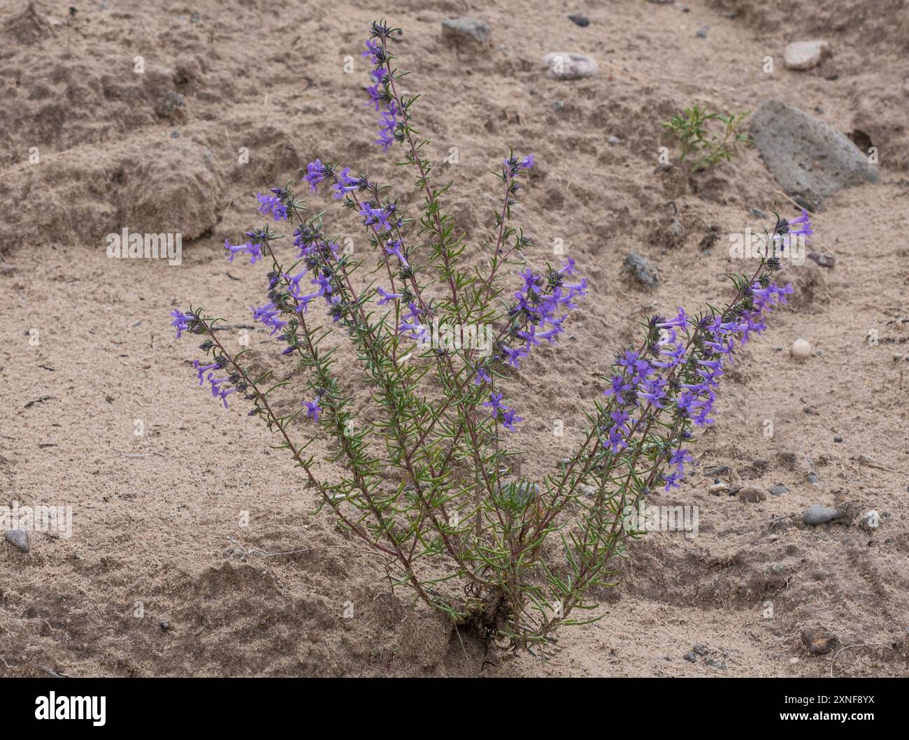 Manyflowered Ipomopsis (Ipomopsis multiflora) Plantae Stock Photo - Alamy