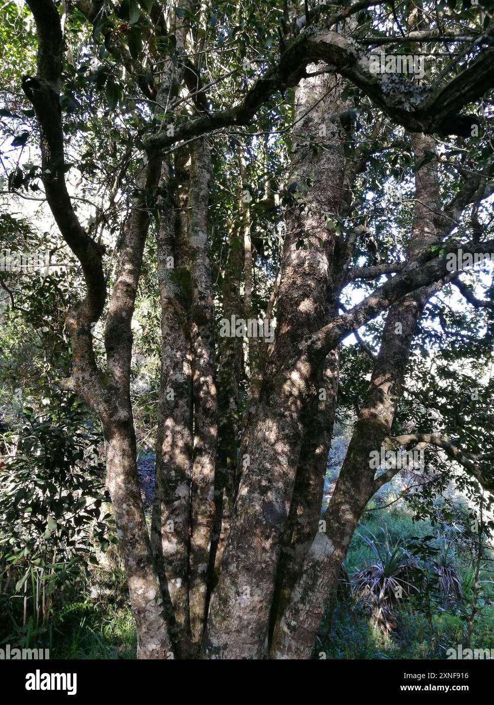 Cape Holly (Ilex mitis) Plantae Stock Photo - Alamy