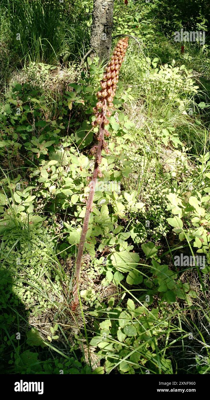 woodland pinedrops (Pterospora andromedea) Plantae Stock Photo - Alamy