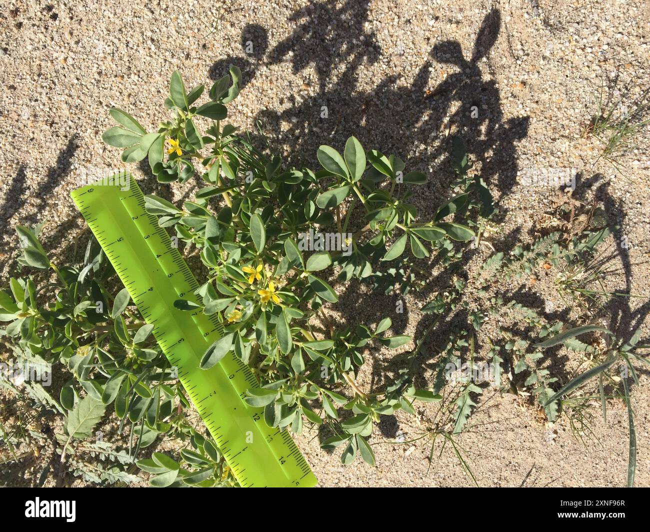 Mojave stinkweed (Cleomella obtusifolia) Plantae Stock Photo - Alamy
