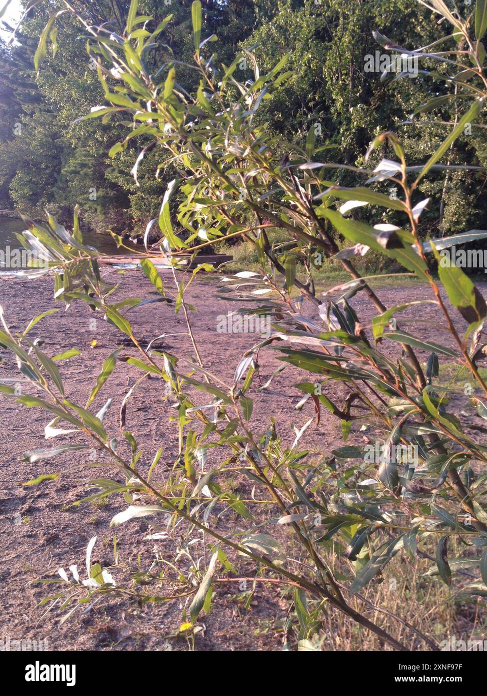Satiny willow (Salix pellita) Plantae Stock Photo - Alamy