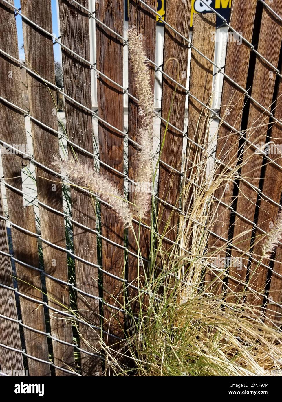 Fountain Grass (Cenchrus setaceus) Plantae Stock Photo - Alamy