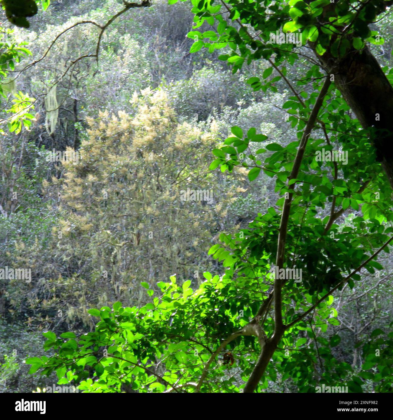 Olea capensis hi-res stock photography and images - Alamy