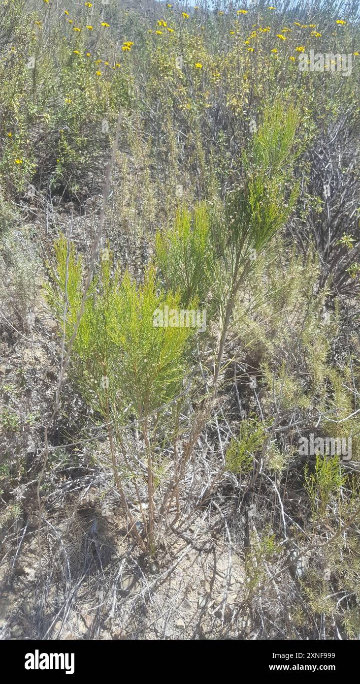 Desert Broom (Baccharis sarothroides) Plantae Stock Photo - Alamy