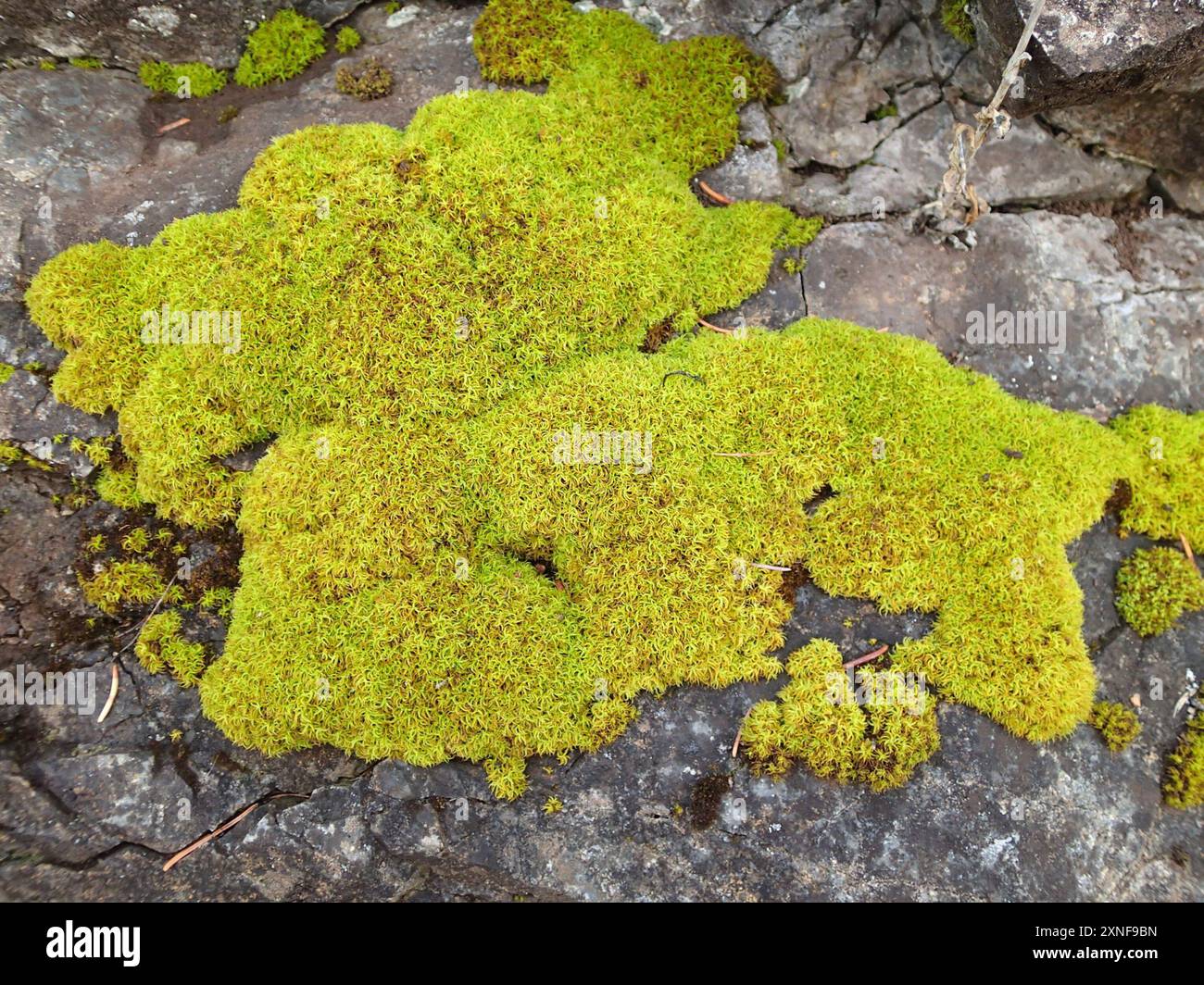 Twisted Moss (Tortella tortuosa) Plantae Stock Photo - Alamy