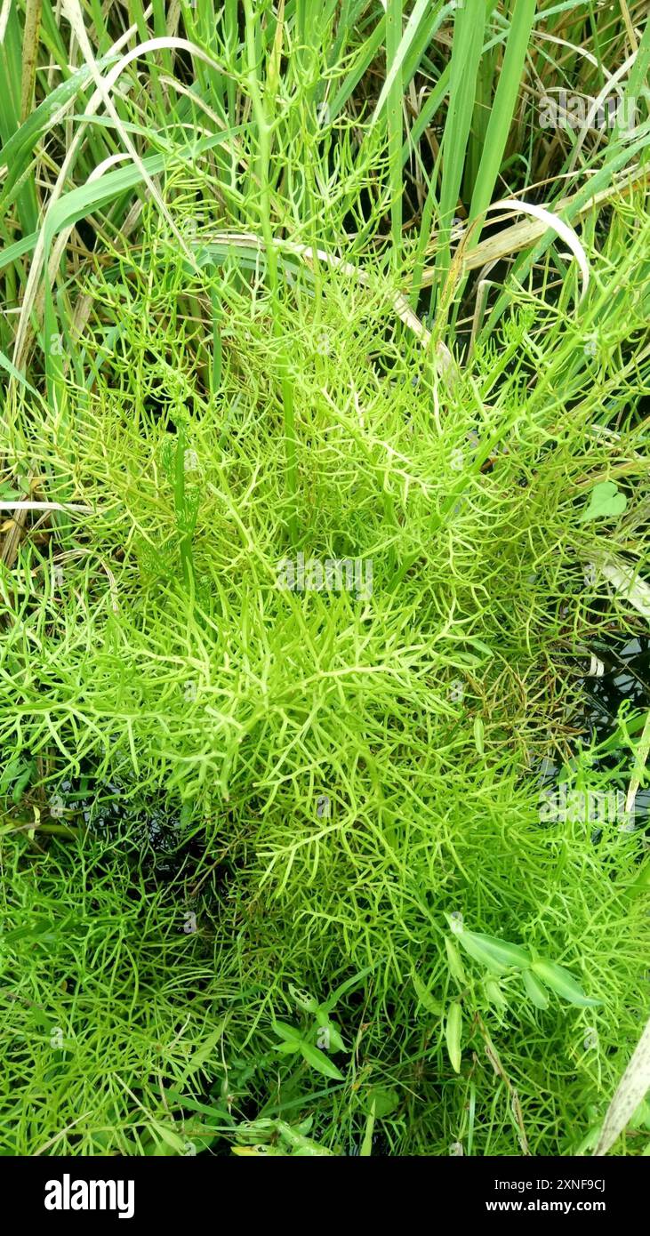 Water Fern (Ceratopteris thalictroides) Plantae Stock Photo - Alamy