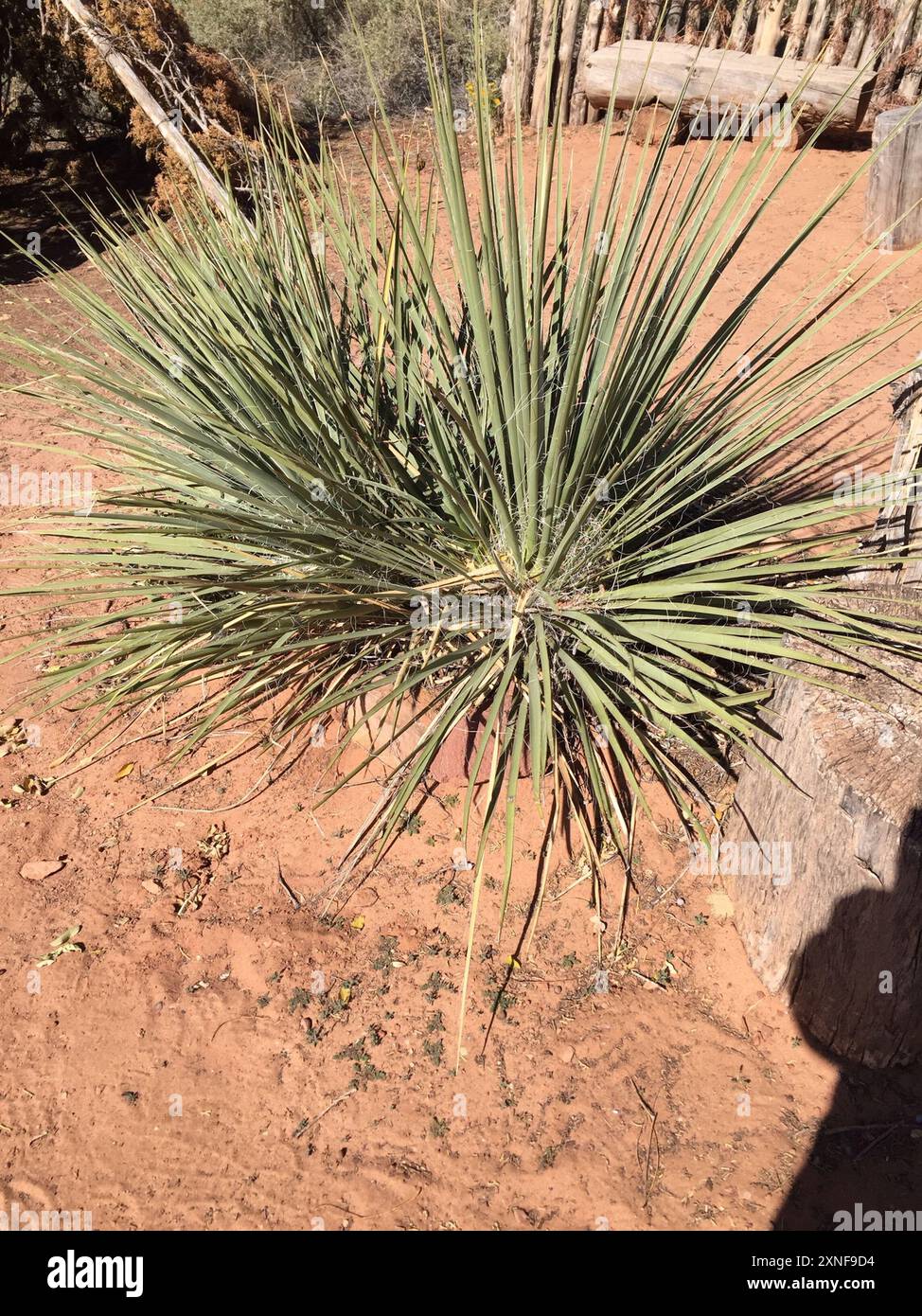 Narrowleaf Yucca (Yucca angustissima) Plantae Stock Photo - Alamy