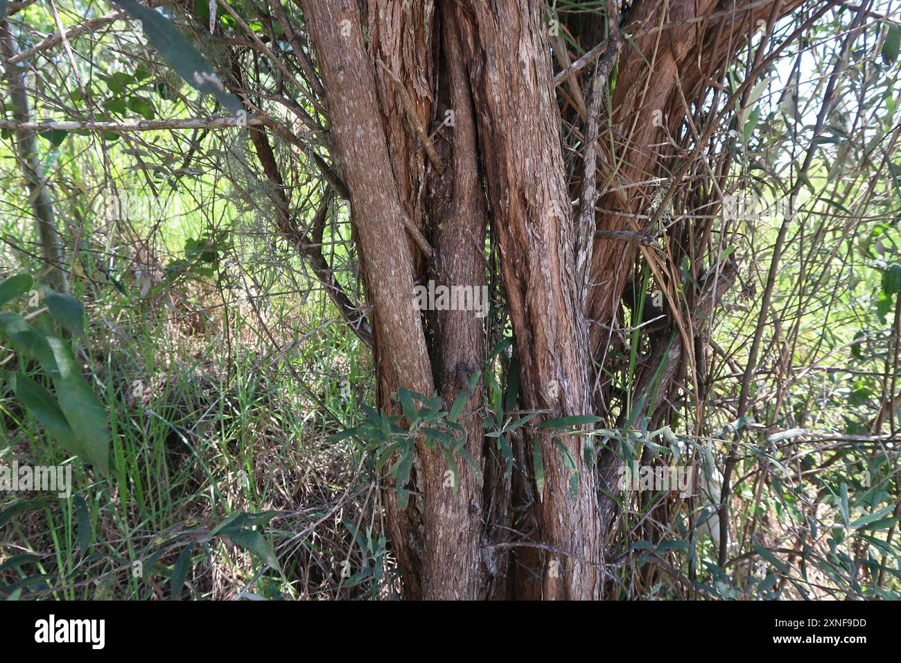 False Olive (Buddleja saligna) Plantae Stock Photo - Alamy