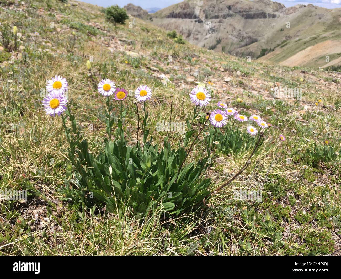 Subalpine Fleabane (Erigeron glacialis) Plantae Stock Photo - Alamy