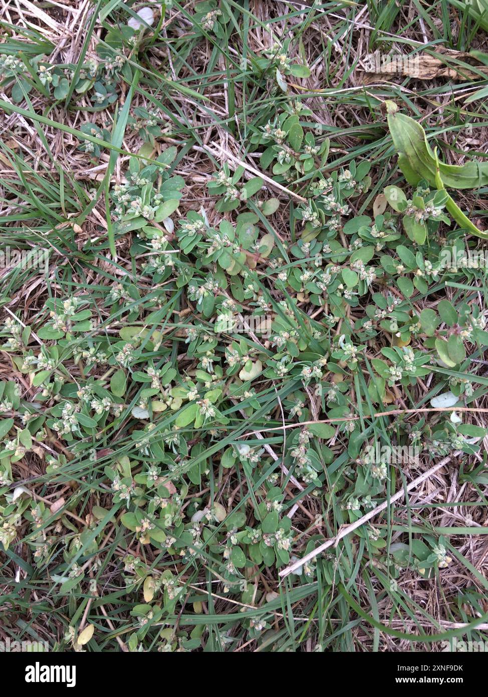 Spotted spurge (Euphorbia maculata) Plantae Stock Photo - Alamy