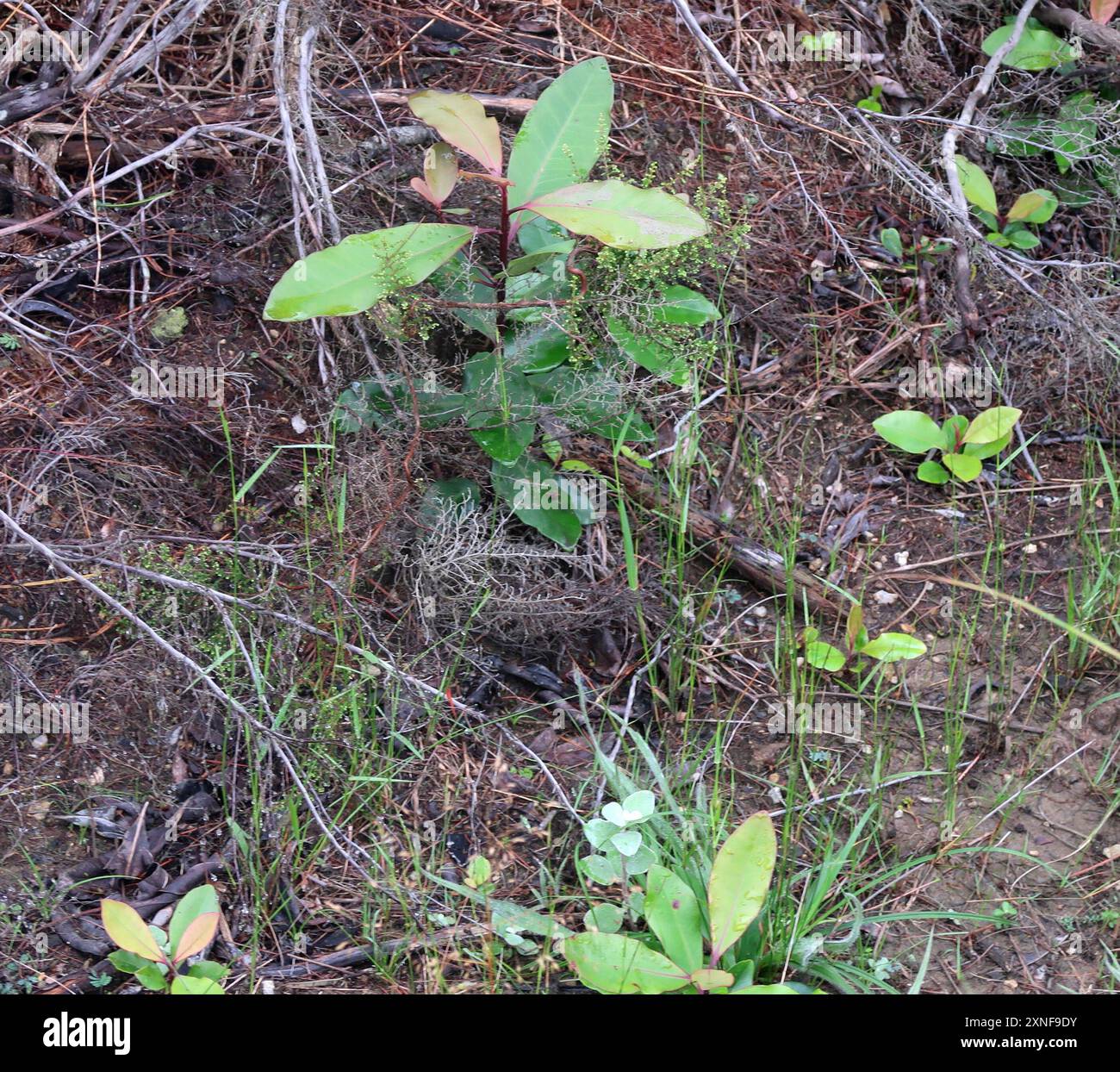 Cape beech (Rapanea melanophloeos) Plantae Stock Photo - Alamy