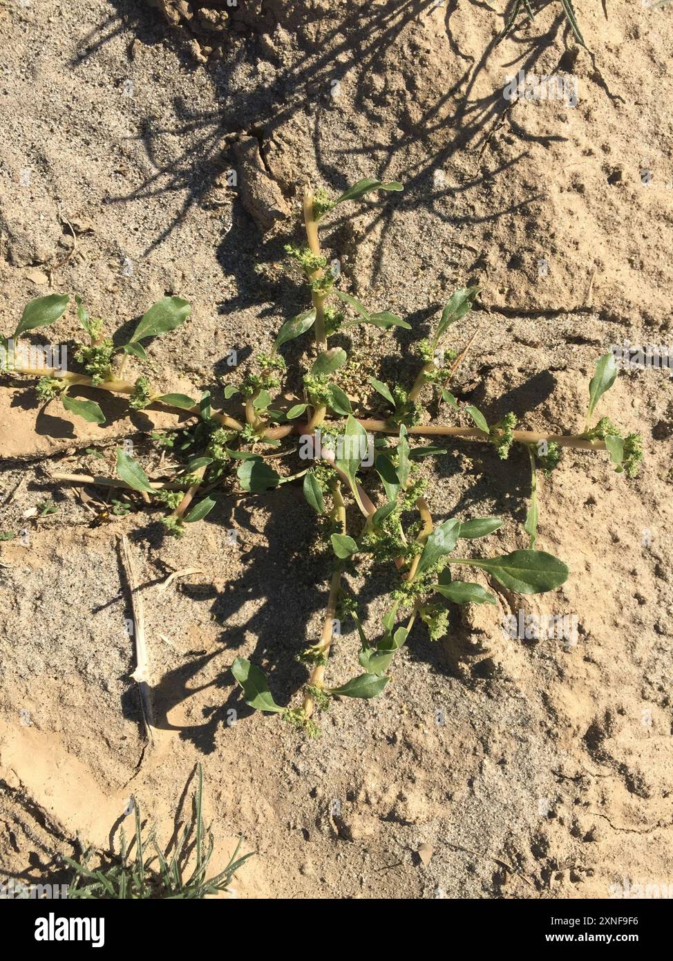 procumbent pigweed (Amaranthus blitoides) Plantae Stock Photo - Alamy